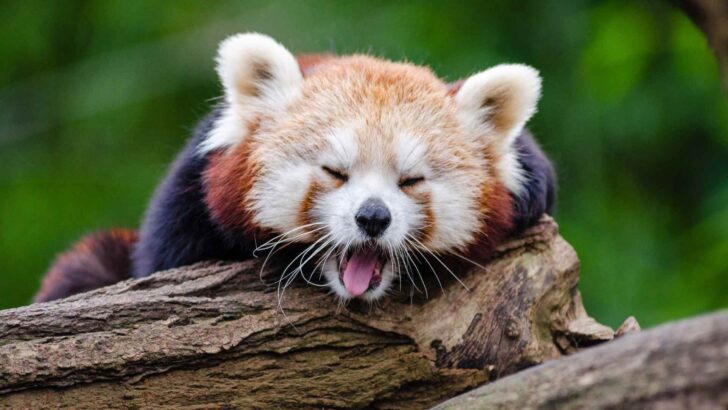 225 Animal Trivia Questions with Answers