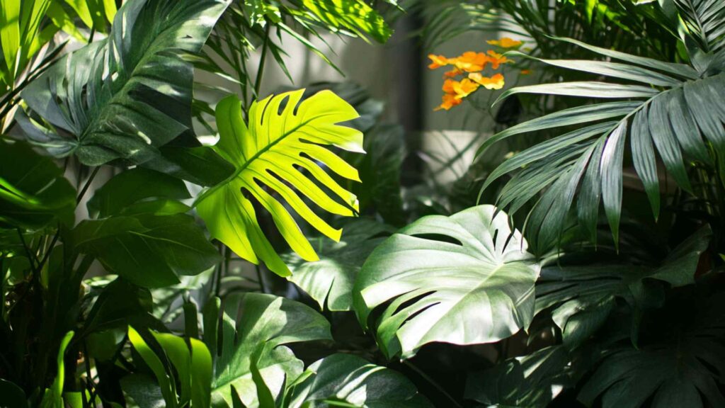 168 Plants Trivia Questions & Answers